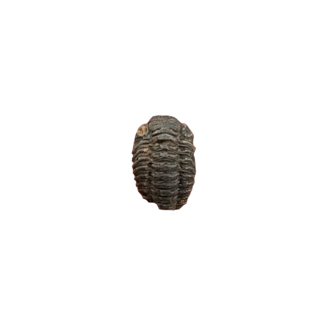 Fossile Mini trilobites Phacops - Maroc